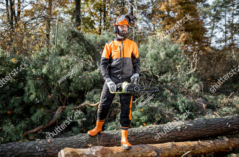 Gallery - A M Tree Services